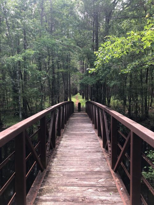 Explore Some Rare Old Trees In The Francis Marion National Forest In ...