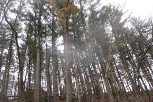 White Pine Hollow State Forest Is A Beautiful, Wild Piece Of Iowa Nature