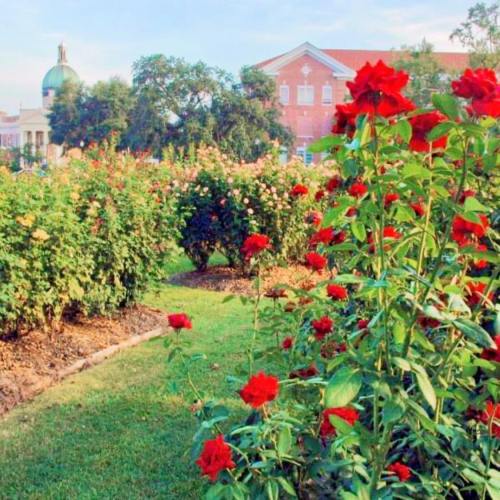 This Mississippi All-American Rose Garden Is A Sea Of Color