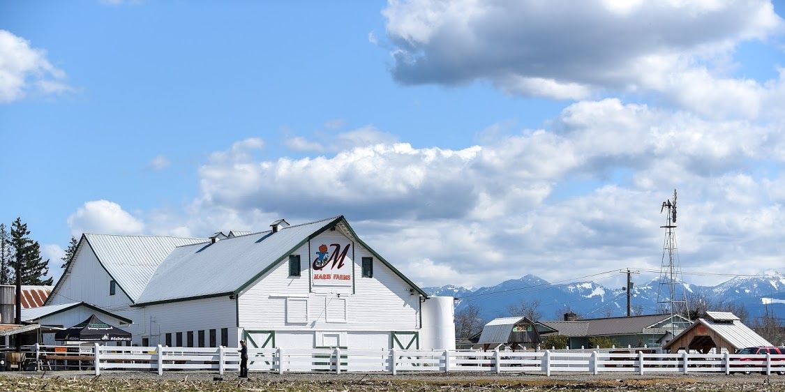 Enjoy The Festive Maris Farms Sunflower Days In Washington