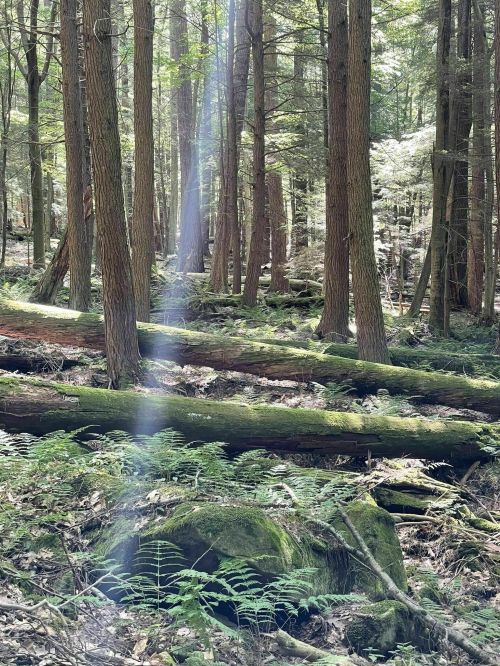 Some Of The Oldest Trees In Pennsylvania Are 350 Years Old