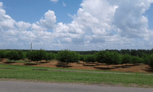 Visit Mitcham Farms, The Largest Peach Orchard In Louisiana