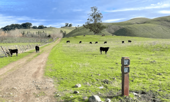 Hike With Cows On 11 Miles Of Trail At Tolay Lake Regional Park In ...