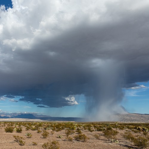 Mysterious, Acid-Shooting Bug Spotted At Texas' Big Bend National Park