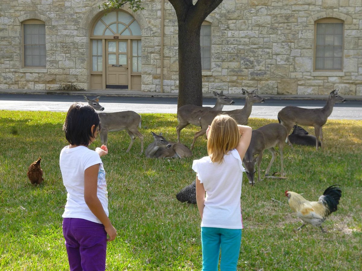 Wildlife Roam Freely At The Quadrangle At Fort Sam Houston In Texas