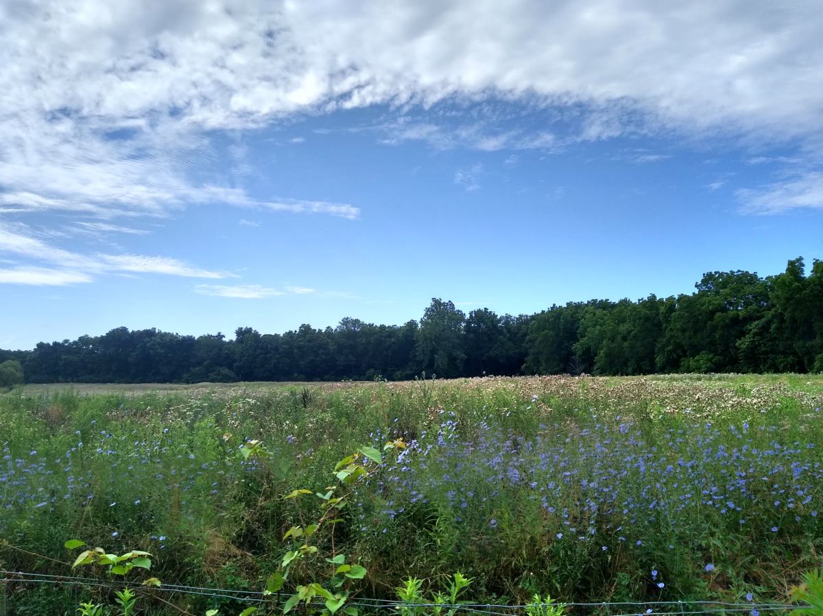 Aullwood Audubon: A 200-Acre Nature Sanctuary In Ohio