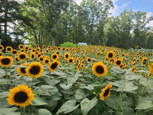 Pick Your Own Sunflowers At Sunset Berry Farm In West Virginia