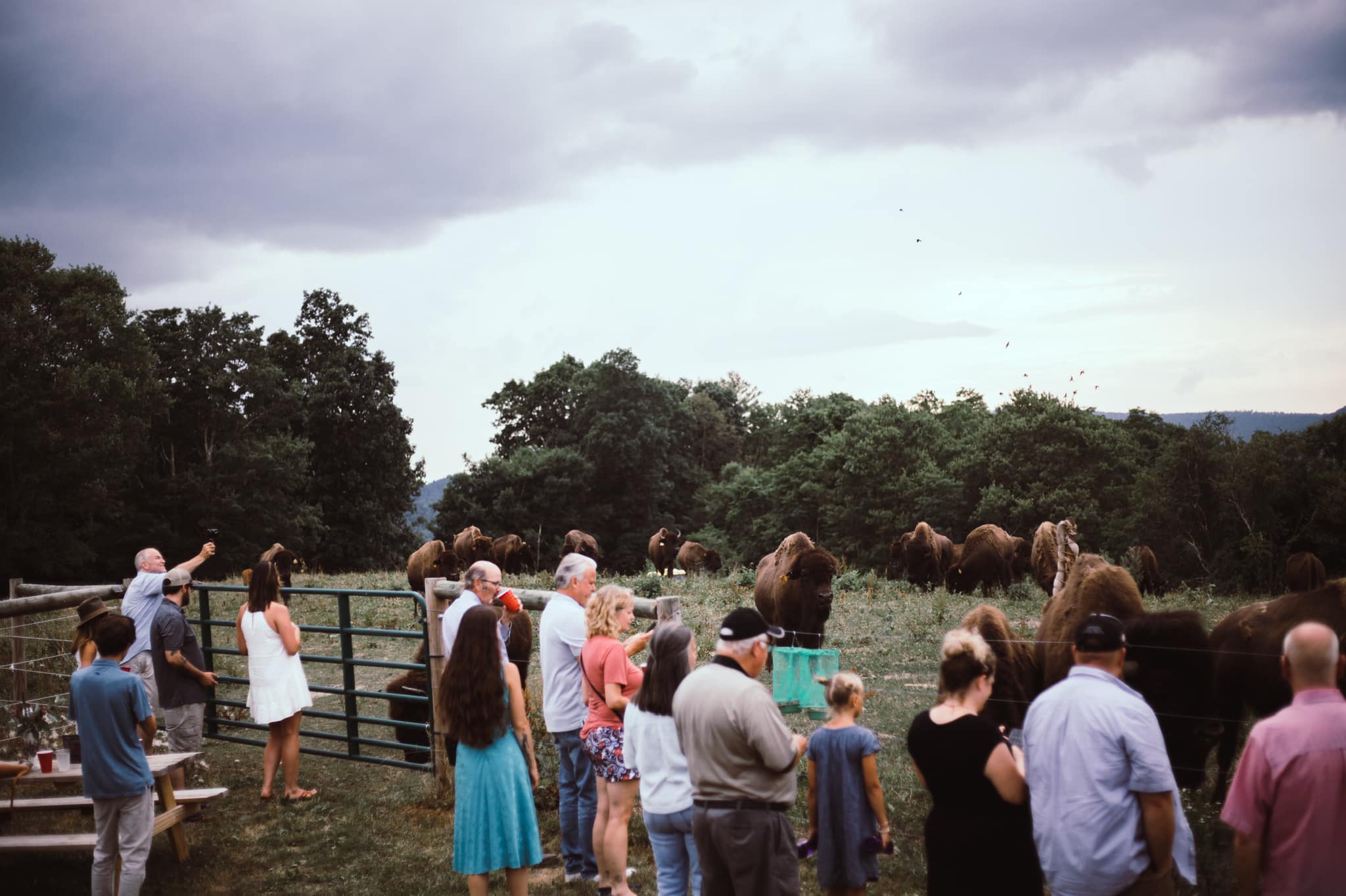 Try A Double Dose Of Something New With A Bison Farm Tour and Tasting ...