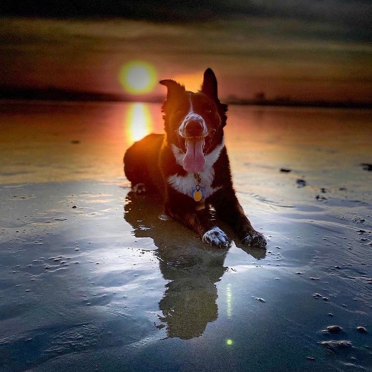 Huntington Beach Dog Beach Is A Unique Dog-Friendly Destination In ...