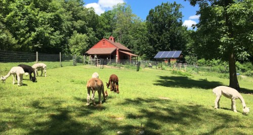 Chakana Sky Alpaca Farm In Connecticut Makes For A Fun Day Trip