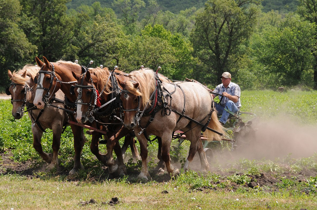 2021 North Dakota Sodbuster Days, A Fascinating Homesteading Event