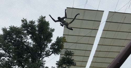 Get A Unique View Of The Primate House At The Saint Louis Zoo