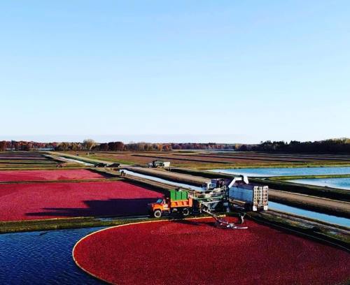 A Wisconsin Cranberry Bog Will Help You Blow Up Instagram