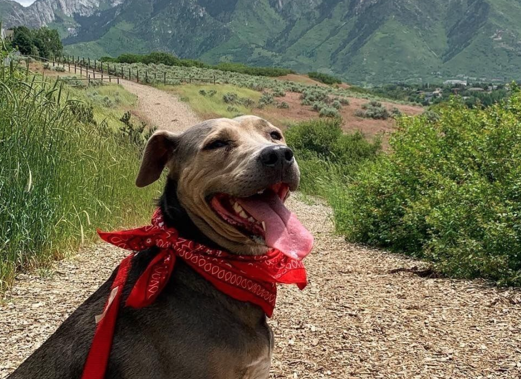 Dimple Dell Regional Park Is A Unique Dog-Friendly Destination In Utah ...