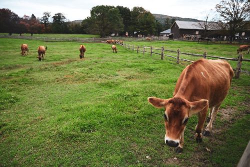 Discover Woodstock, Vermont: The Small Town Everyone Should Visit