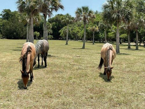 The Dungeness Loop Trail In Georgia Explores The Best Coastal Beauty