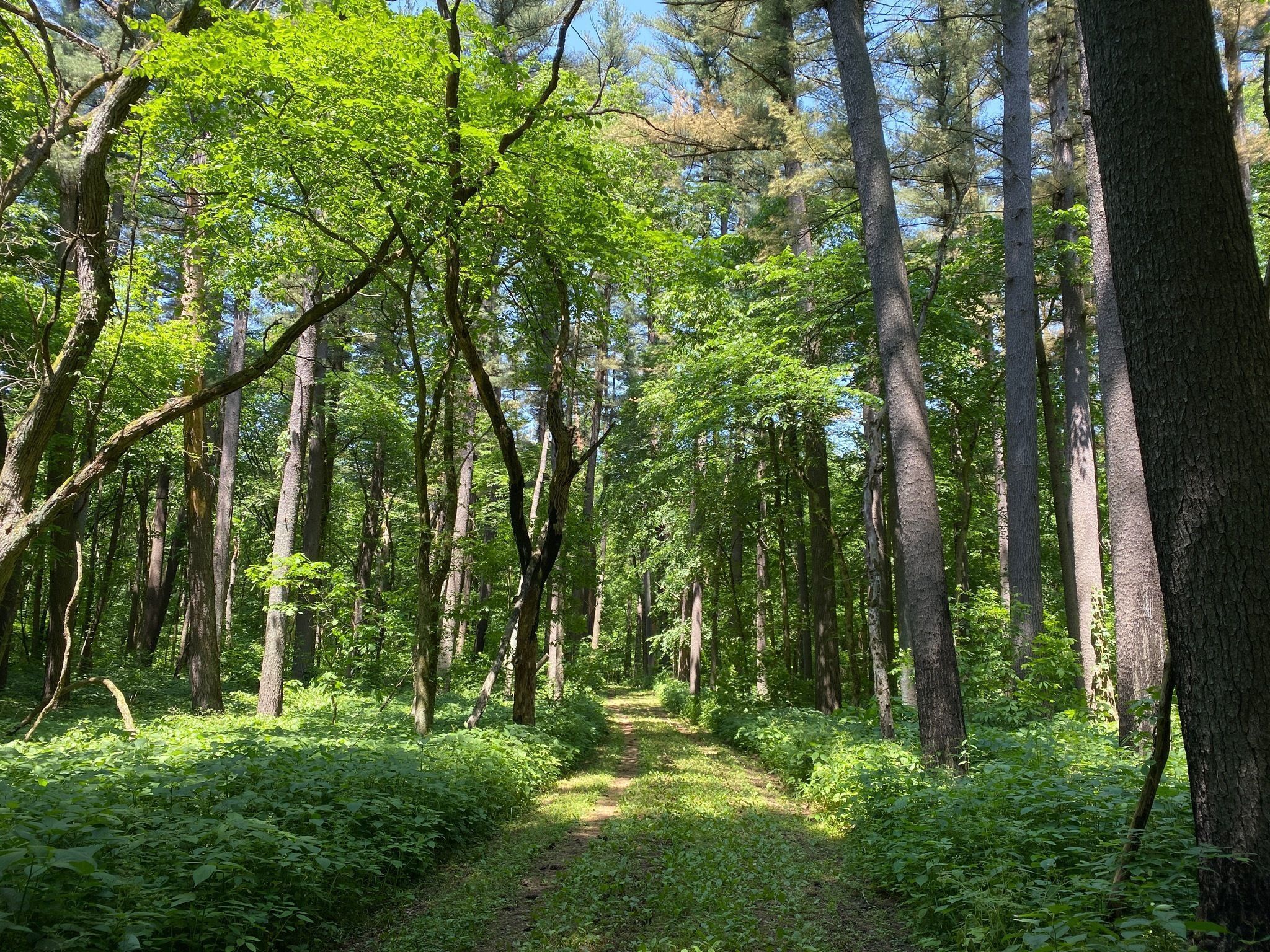 One Of The Most Beautiful Illinois State Forests, Lowden-Miller State ...