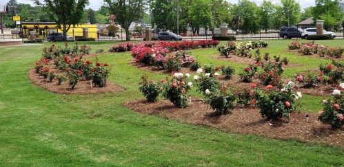 This Mississippi All-American Rose Garden Is A Sea Of Color
