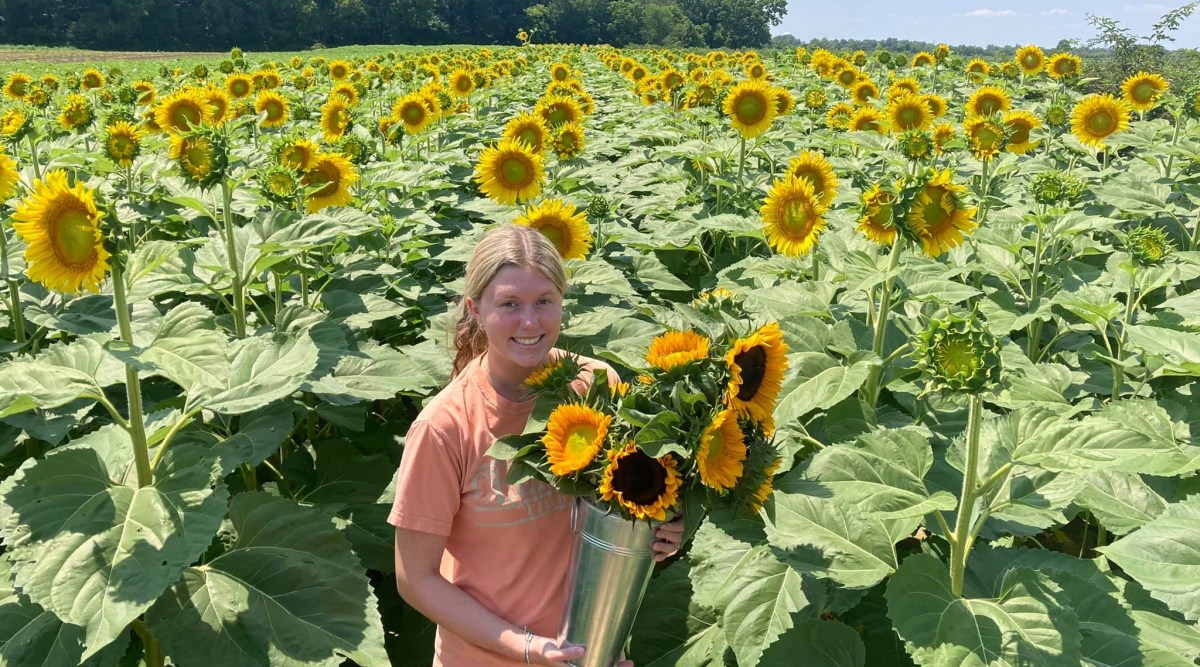 Godfrey's Farm In Maryland Offers Pick-Your-Own Sunflowers