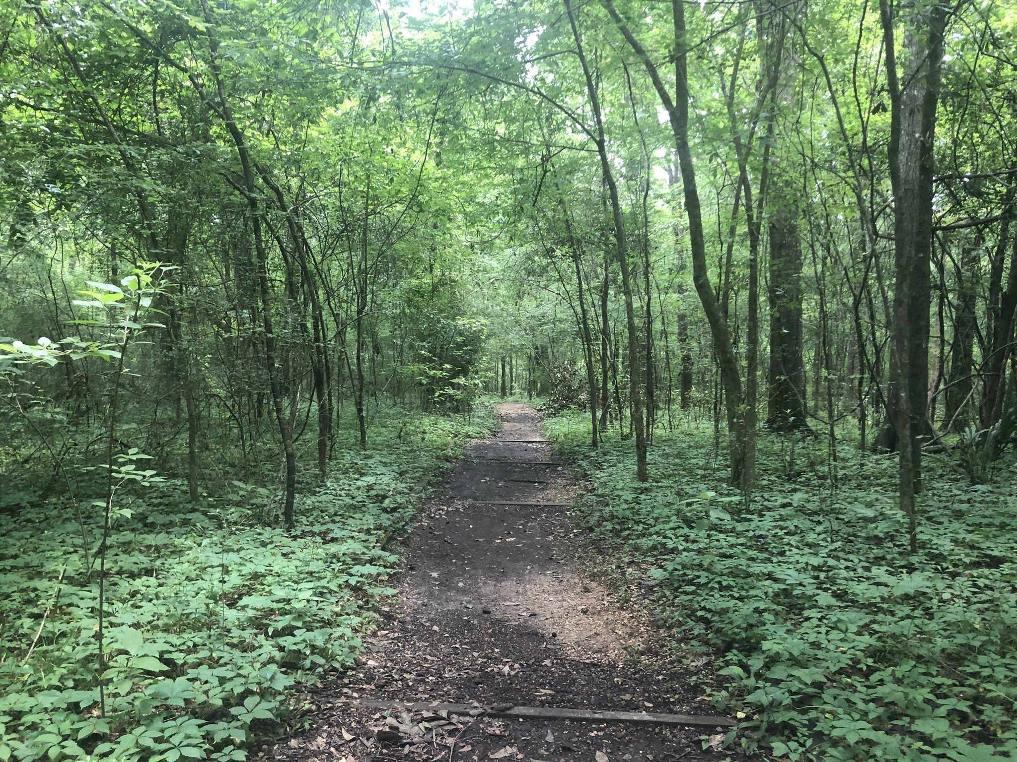 There’s Nothing Quite As Magical As The Tunnel Of Trees You’ll Find At ...