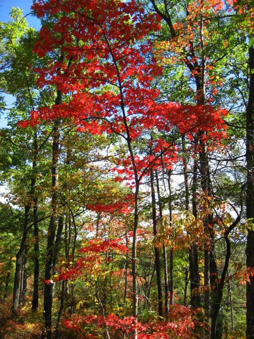 Use This Map To Know When Leaves Change In Kentucky
