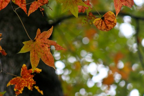 Check Out This Year's Mississippi Fall Foliage Map