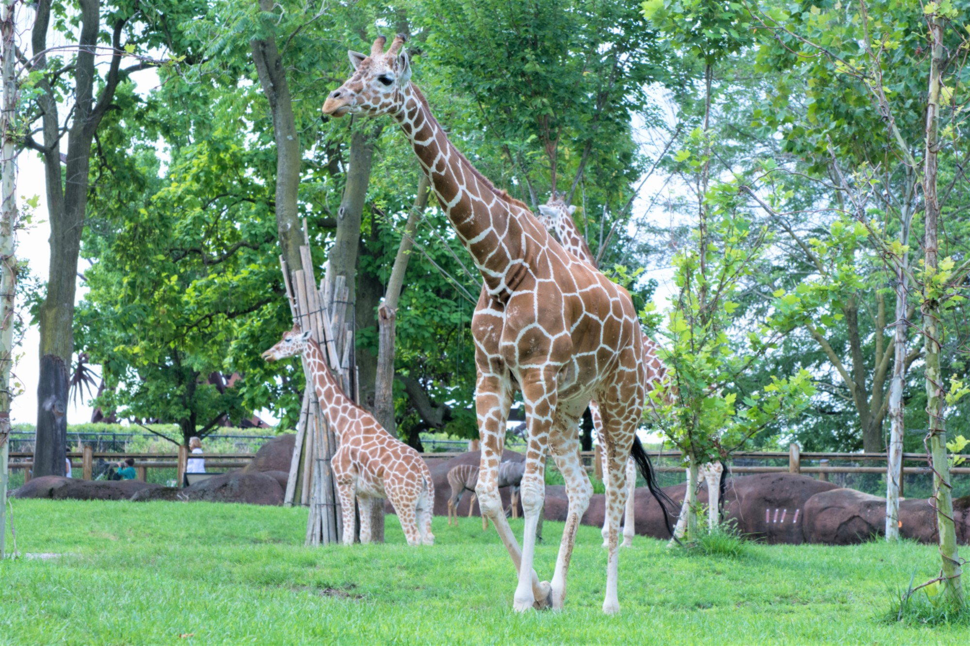 Saint Louis Zoo In Missouri Is One Of The Nine Best Zoos In The U.S ...