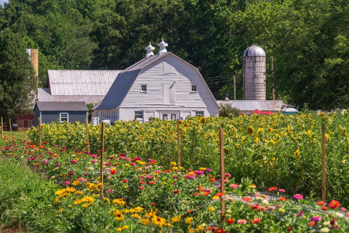 Braehead Farm: U-Pick Fruit And Flower Farm In Virginia