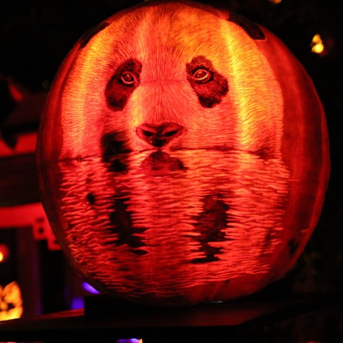 Walk Through 5,000 Minnesota Zoo Pumpkins This Fall