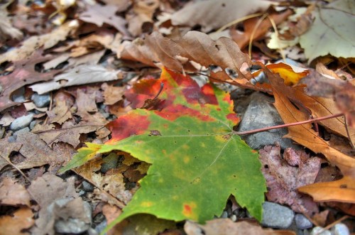 When To See Fall Foliage In Delaware This Year