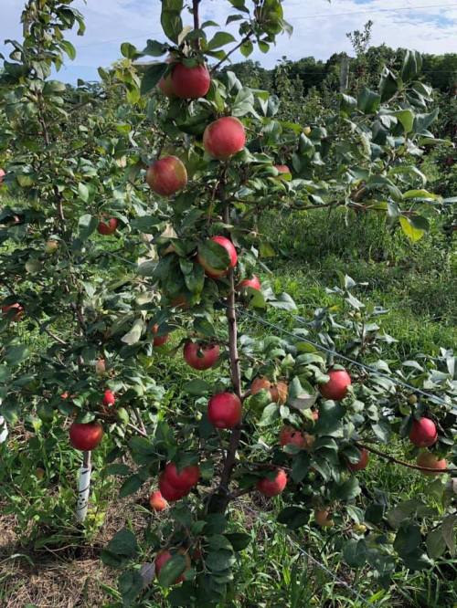 MacQueen Orchards: Apple Cider Donuts And Cider Slushies In Ohio
