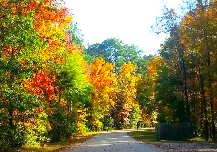 When And Where To Expect Louisiana's Fall Foliage To Peak This Year