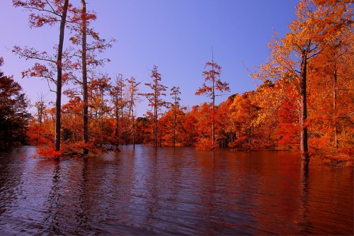 This Map Shows When To See Fall Colors In Louisiana