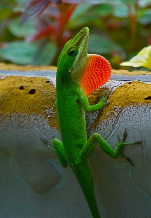 9 Things You Might Not Know About The Cute Carolina Anole In South Carolina