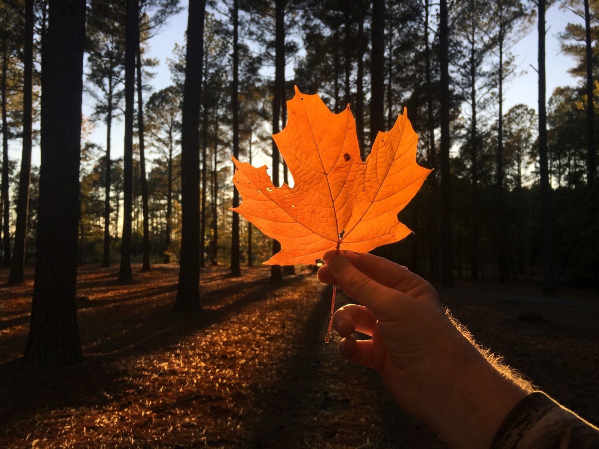 When And Where To Expect Mississippi's Fall Foliage To Peak This Year