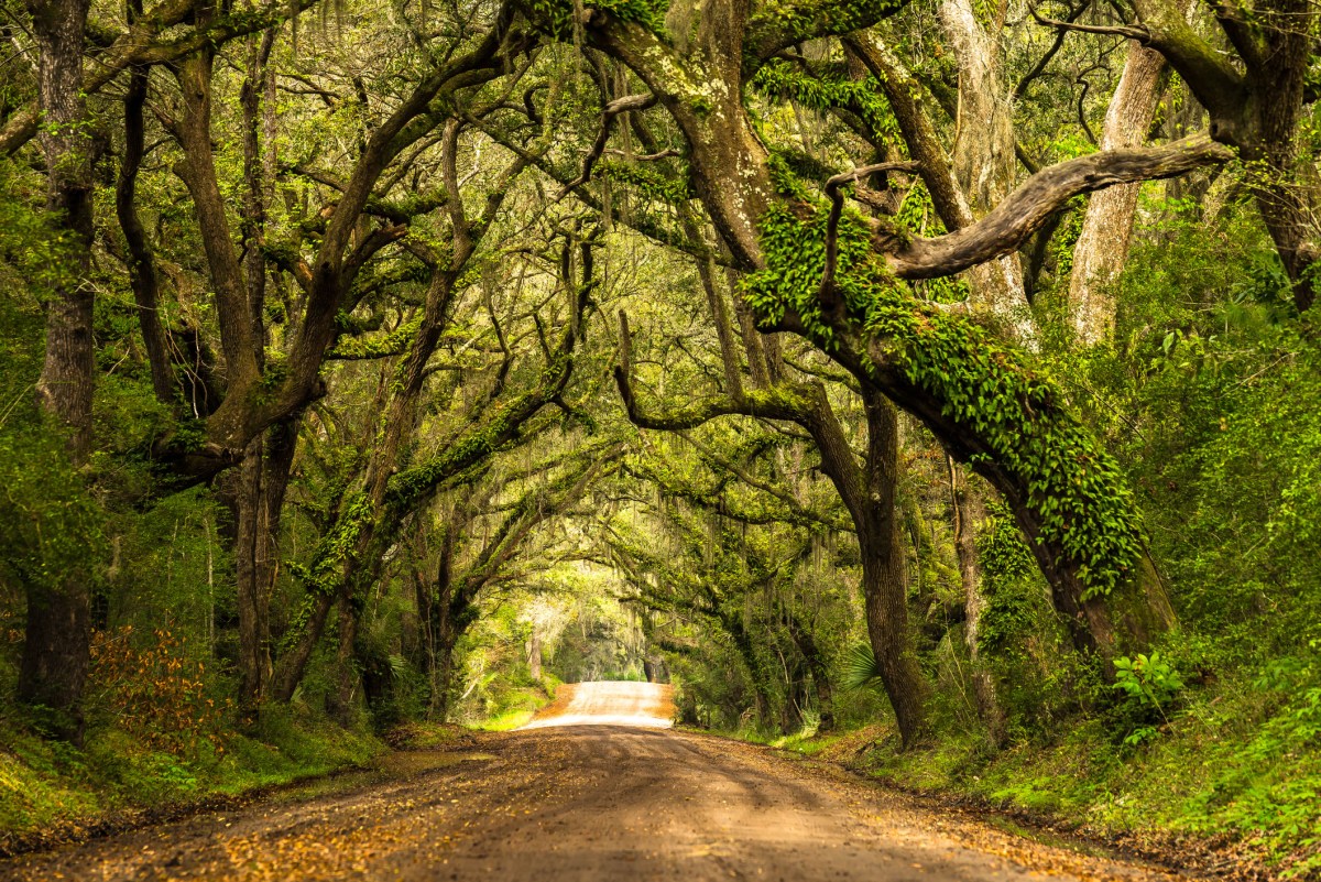 The Tunnel Of Trees At Botany Bay In South Carolina Is Pure Magic