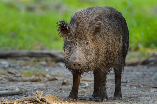 The Population of Wild Pigs In South Carolina Is Out Of Control