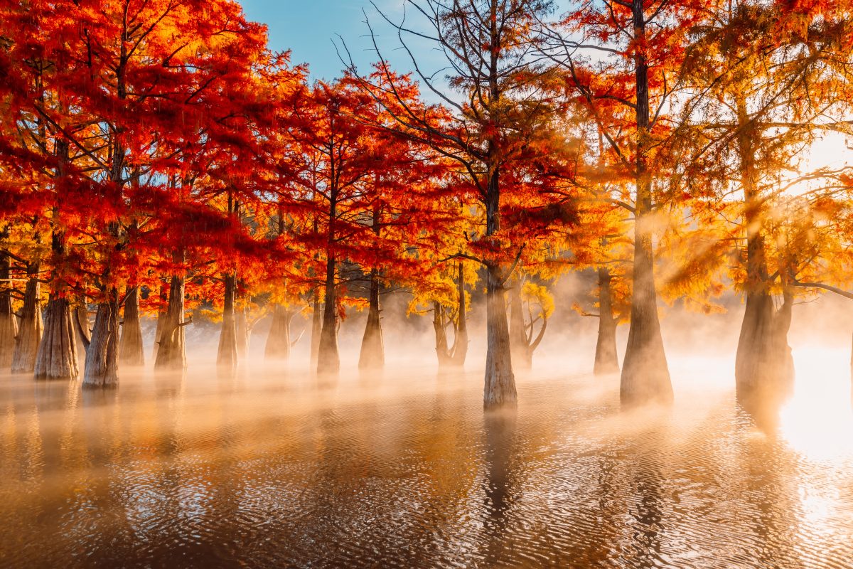 This Road Trip Will Take You To The Best Fall Foliage In Louisiana