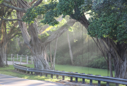 Drive Down Hobe Sound's Magical Tunnel Of Trees In Florida