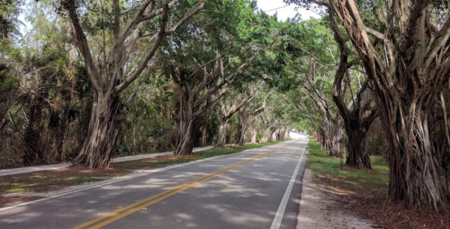 Drive Down Hobe Sound's Magical Tunnel Of Trees In Florida