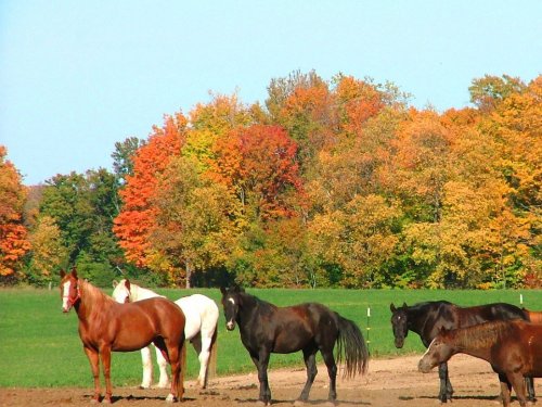 Stony Lake Stables Offers Fall Horseback Trail Rides In Michigan