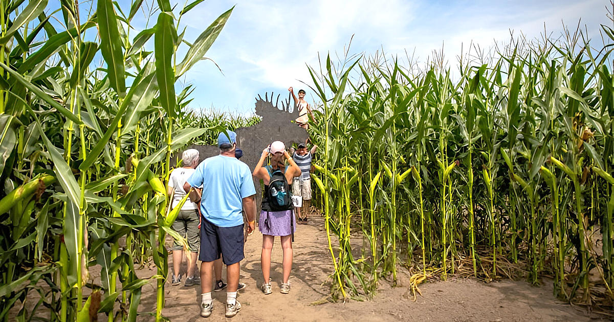 Get Lost In The 13 Best Corn Mazes In Massachusetts This Fall