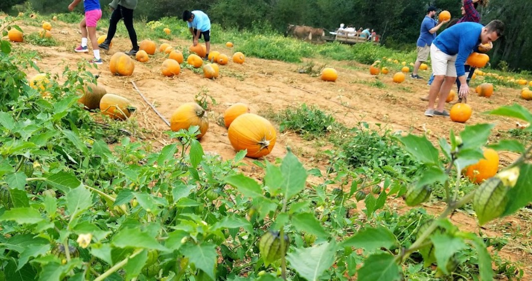 Old Baker Farm: Best Pumpkin Patch In Alabama