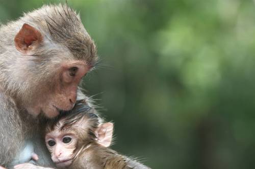 Monkey Island In South Carolina Is One Of The Oddest Places In The State