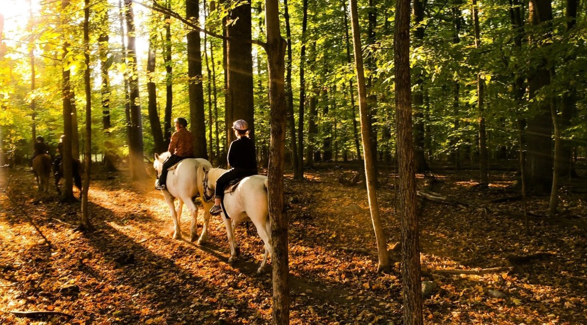 Take A Fall Foliage Trail Ride At Juckas Stables In New York