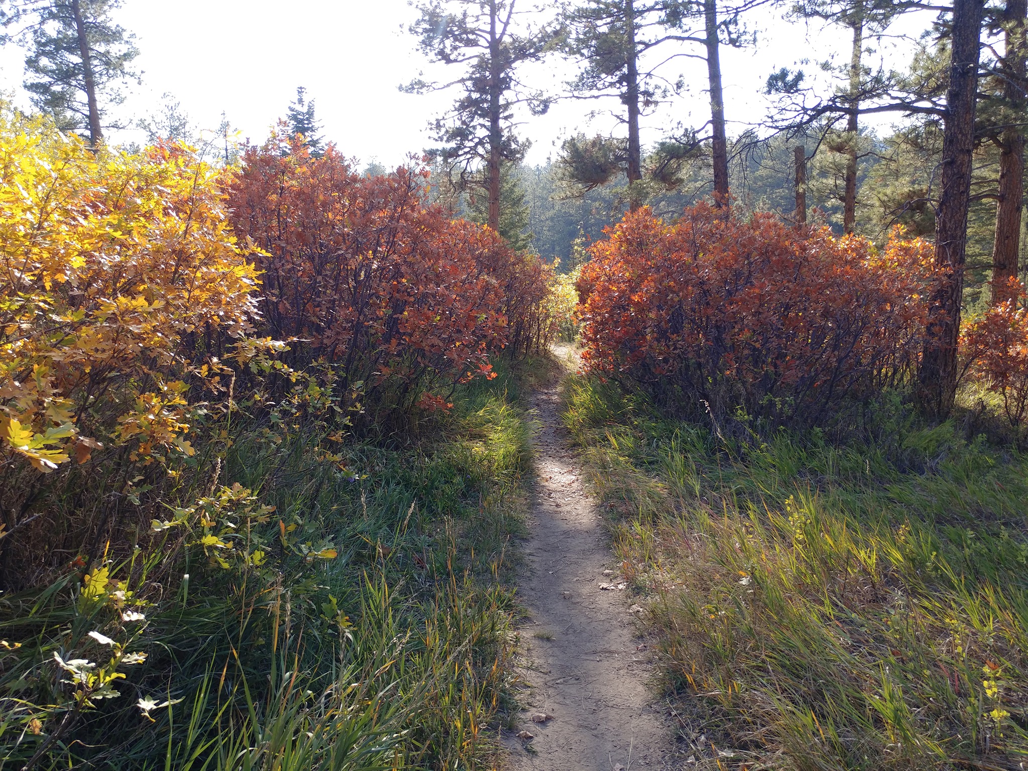 Enjoy Fall In Southern Colorado At The Beautiful Nature & Wildlife ...