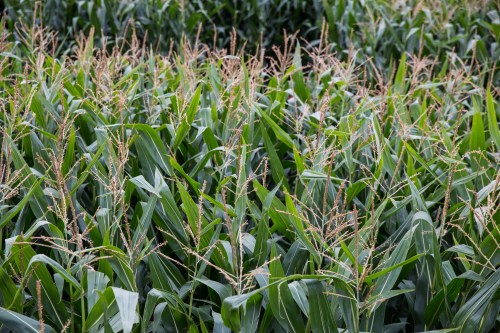 Escobar Farm In Rhode Island Has Massive Corn Maze