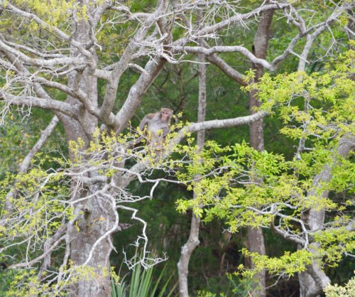Monkey Island In South Carolina Is One Of The Oddest Places In The State