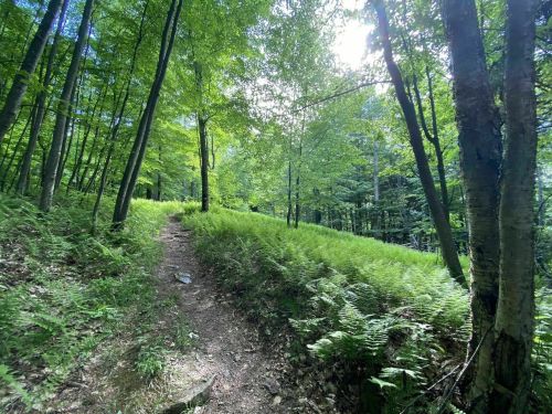 Hike At Worlds End State Park And Eat At Forksville General Store In PA