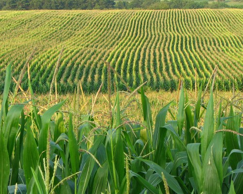 Escobar Farm In Rhode Island Has Massive Corn Maze